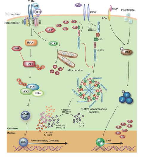 Figure 1 From Small Heterodimer Partner And Innate Immune Regulation Semantic Scholar