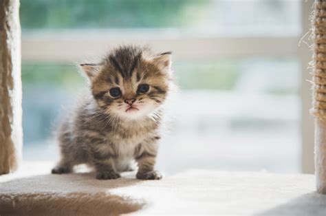 Decoding Cat Habits And Behavior Understanding The Nature Of Cats