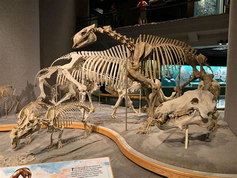 Protoceratops Vs Velociraptor Dinosauria By Sideshow Artofit