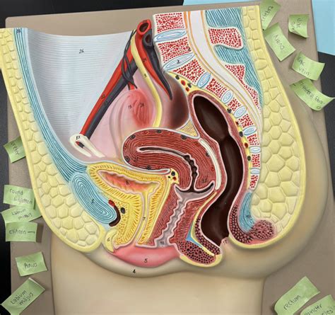 female reproductive system model Diagram | Quizlet