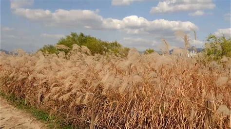 갈대 밭의 정겨운 갈대와 바람소리2 Youtube