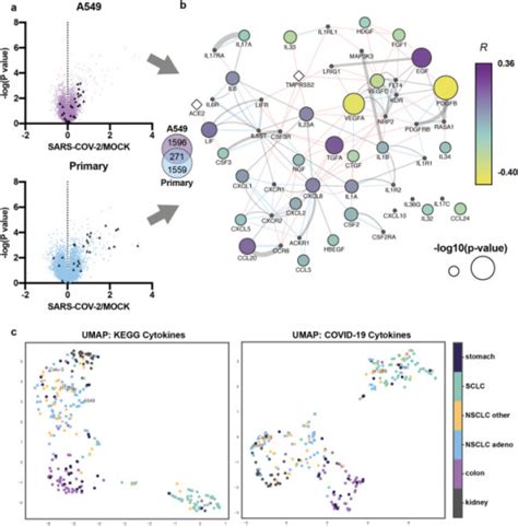 Dagre Cytoscape Scubahery