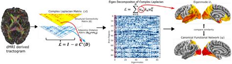 The Analysis Overview Structural Connectivity Matrix C And Distance Download Scientific