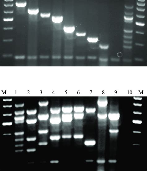 1 A One Step Multiplex Rt Pcr Analysis Of Single Lanes 1 8 Or