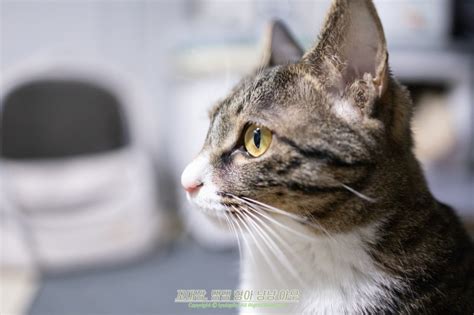 고양이 귀 진드기 증상과 원인 치료 귀 청소 방법 네이버 블로그