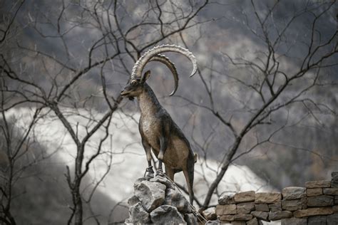 Echoes Of The Pyrenean Ibex A Legacy Of Loss And Hope Speciologie
