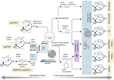 The Dawn Of Spatial Omics Science