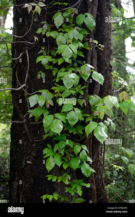 Poison Ivy Toxicodendron Radicans Vines Grow On A Tree In Virginia