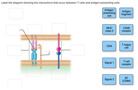 Solved Label The Diagram Showing The Interactions That Occur