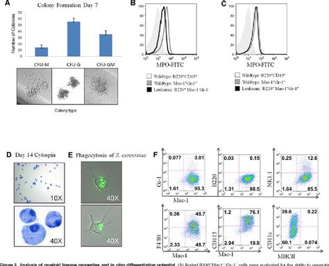 Figure 5 From Knock In Of A Flt3 Itd Mutation Cooperates With A Nup98 Hoxd13 Fusion To Generate