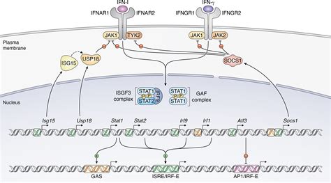 Transcriptional Control Of Interferon Stimulated Genes Journal Of Biological Chemistry