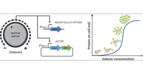 Titrating Avidity Of Yeast Displayed Proteins Using A Transcriptional