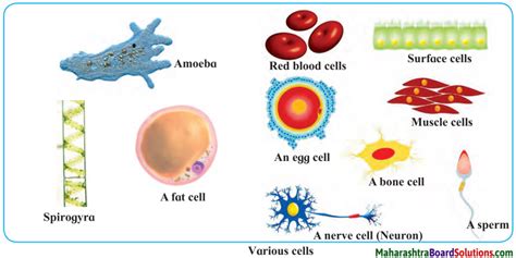 Cell Structure And Micro Organisms Class Questions And Answers Maharashtra Board Balbharati