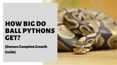 How Big Do Ball Pythons Get Owners Complete Growth Guide