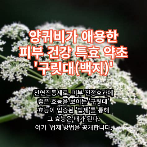 맑고 깨끗한 피부를 위한 선물 구릿대백지 이야기