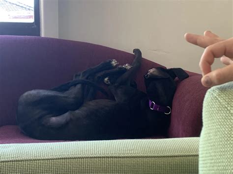 Roach Mode Activated Scrolller