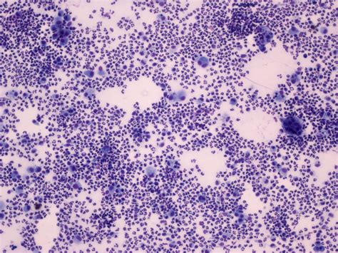 Clinical Presentations Of Pyoderma In Dogs