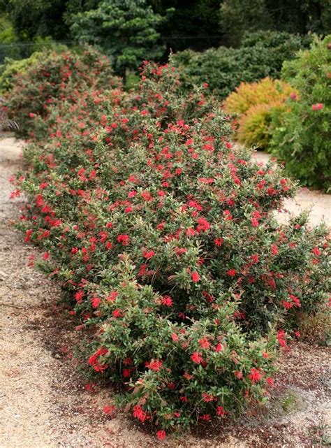 Grevillea Rhyolitica X Victoriae Ruby Jewel Australian Native Plant