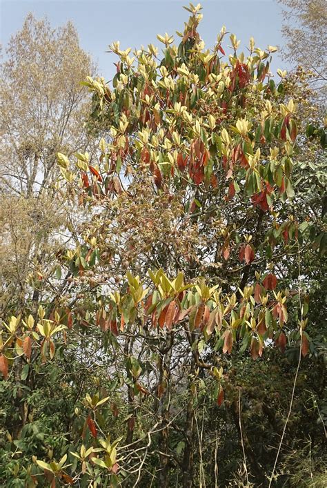 Eriobotrya Elliptica Eflora Of India