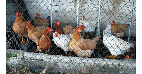 На вниманието на птицевъдите Осигурете витамини и микроелементи за оптимален растеж на