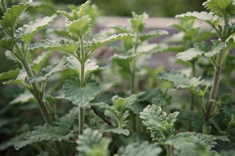 How To Grow Catnip A Comprehensive Guide Natural Seed Bank
