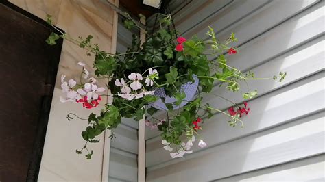 Плющелистная пеларгония из семян!💯🌹♥️ - YouTube