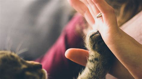 Cosè Il Metodo Tellington Touch Ttouch Per Il Benessere Del Cane E