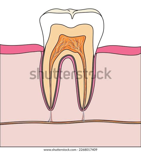 Parts Human Tooth Scheme Structure Tooth Stock Vector Royalty Free 2268017409 Shutterstock