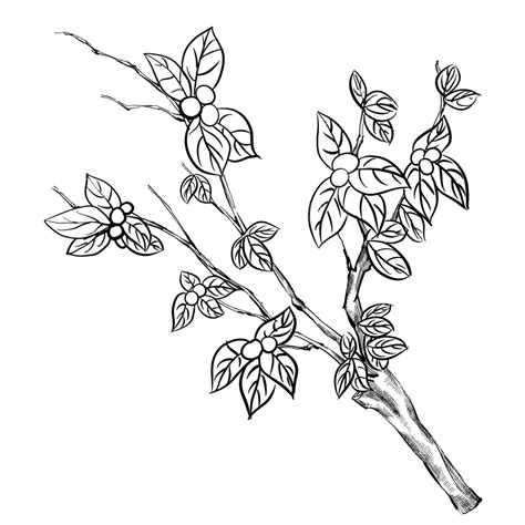 Plant Line Draft Material Line Drawing Outline Profile Line Drawing