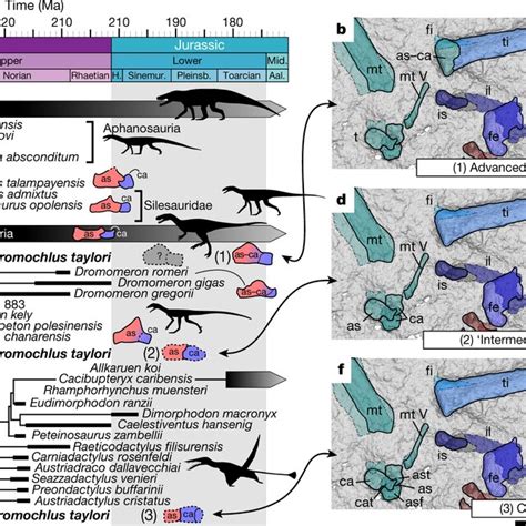 Time Calibrated Strict Consensus Tree Focused On Pterosauromorpha And