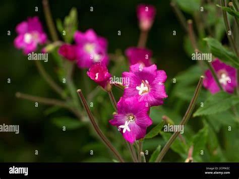 The Great Willowherb Or Codlins And Cream To Give Its Old English