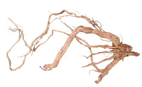 Hs Aqua Azalea Root Hs Aqua