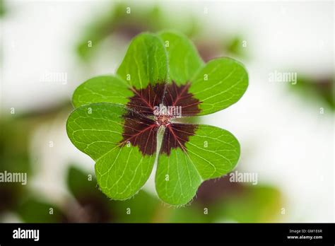 Four Leaf Clover Stock Photo Alamy