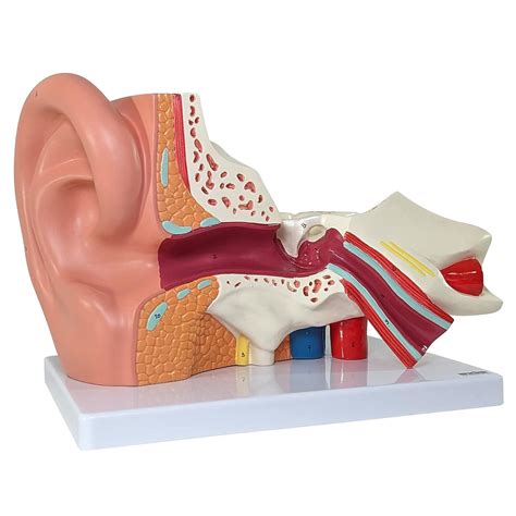 Axis Scientific Human Ear Model 5x Enlarged 4d Anatomy Model With 3