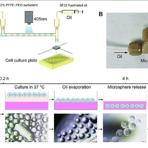Generation Of Cell Laden Hydrogel Microspheres In The Microfluidic Download Scientific