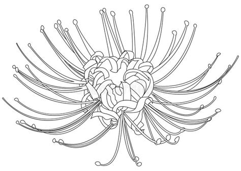 Spider Lily Stock Illustrations 255 Spider Lily Stock Illustrations