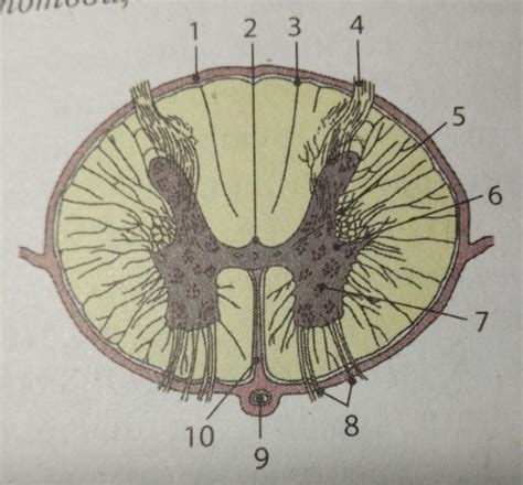 2 Розгляньте поперечний зріз спинного мозку I визначте цифри якими позначено такі елементи