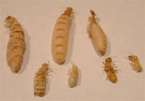 Termite Life Cycle All Sizes And Stages Pestseek