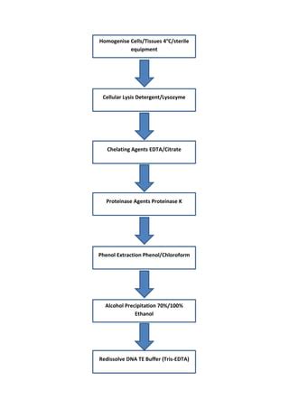 Isolation Of Dna PDF Biological Sciences Science
