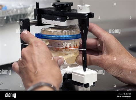 Header Model Is Used In The Articulator Stock Photo Alamy