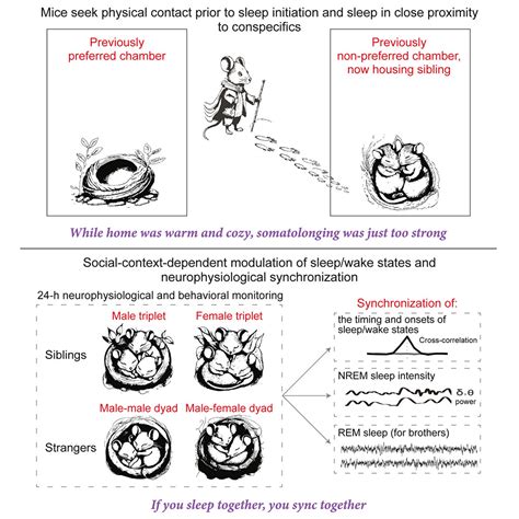 Neurophysiological And Behavioral Synchronization In Group Living And Sleeping Mice Current Biology
