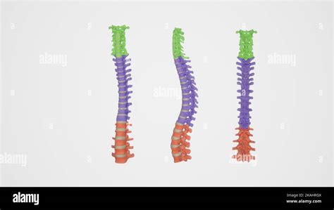 Medical Ilustration Of Colored Cervicalthoracicand Lumbar Spines
