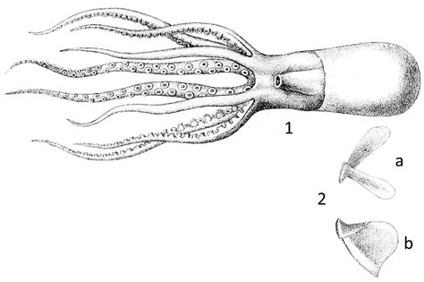 Octopus Microphthalmus — Википедия
