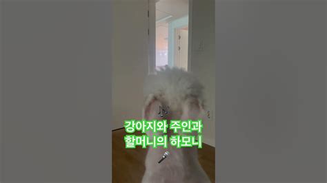 강아지와 주인과 할머니 하모니 Youtube