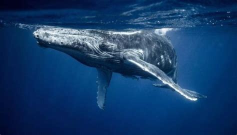 عجیب اما واقعی؛ مکالمه ۲۰ دقیقه‌ای دانشمندان با نهنگ گوژپشت