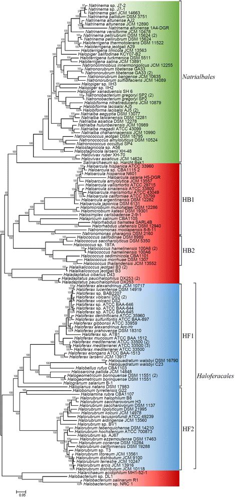 A Maximum Likelihood Phylogenetic Tree Based On The Concatenated Download Scientific Diagram