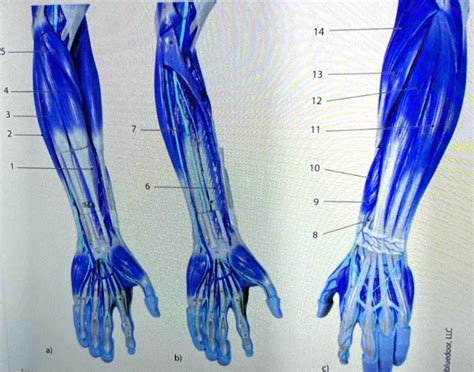 Solved Label All The Parts A Superficial Muscles Anterior View B Deep Muscles Anterior