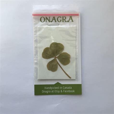 Real Four Leaf Clover 4 Leaf Clover Etsy