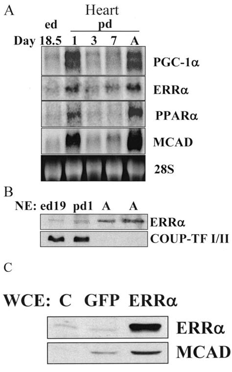 Pgc 1 And Err Are Coordinately Expressed With Fao Enzyme Genes And Err