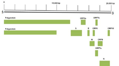 Genomic Structure Of Sars Cov 2 34 Orf Open Reading Frame S Spikes